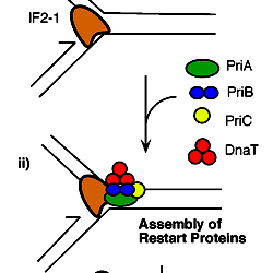 Role of IF2 isoforms in the major replication restart pathways.