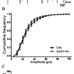 PAR2 activation increased the frequency of sEPSCs.