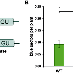 Recombination frequency in somatic cells.