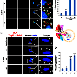Immunofluorescence and PLA microscopy demonstrating colocalization of ...