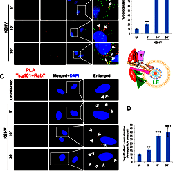 Immunofluorescence and PLA microscopy demonstrating colocalization of ...