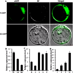 Subcellular localization and expression pattern of OsFIE2.