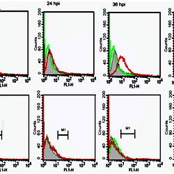 Intracellular H2O2 measured through CM-H2DCFDA staining followed by ...