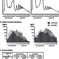 Transcript fractionation on polysome gradients.