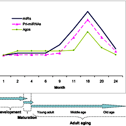 Schematic representation of a model of miRNA expression, which is ...