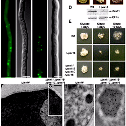 Pex16 is not essential for peroxisome biogenesis.