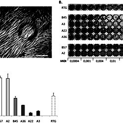 Fibroblastic cell lines from double haploid fish clones show different ...