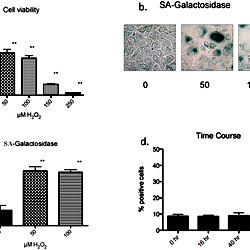 Effects of H2O2 on cell viability and senescence.