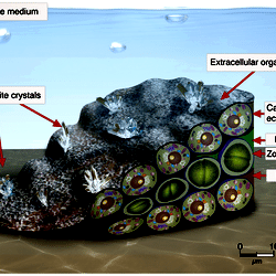 Drawing of a proto-polyp showing the three cell layers organization.