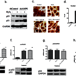 Effects of p53 or AMPK knock-down and AMPK activation on p21 and p53 ...