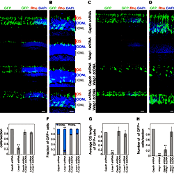 Rescue of shRNA–knockdown with shRNA–resistant dcDNA.