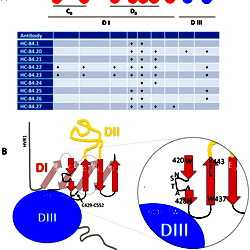 HCV E2 structural analysis.