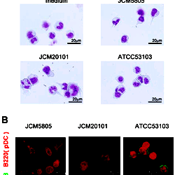 Morphology of pDC stimulated by LABs and incorporation into pDC.
