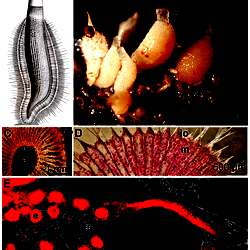 The calcareous sponge Sycon raphanus (Schmidt, 1862).