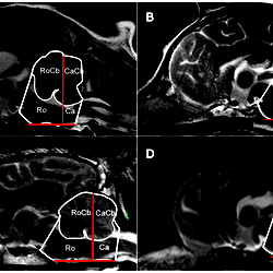 Partitioning of the CCF and cerebellum (mid-saggital view).