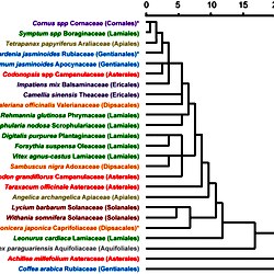 Hierarchical clustering of the 25 Asterid species using the ...
