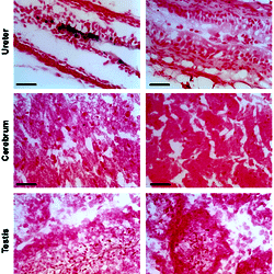 Tissue-specific activity of iCReERT2 in vivo.