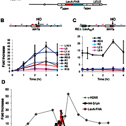 The FHA Domain of Fkh1 Physically Interacts with the MAT after DSB ...