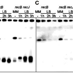 Chromosome breakage in InvA recB and InvA recA recD mutants.