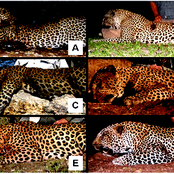 Examples of male leopard trophies exhibiting well-developed dewlaps ...