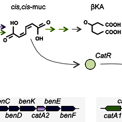 Catabolic pathway for benzoate degradation in P. putida.