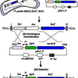 Design of bicistronic GFP-lacZ reporter strains.