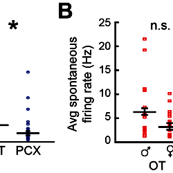 Spontaneous multi-unit activity in the OT and PCX.