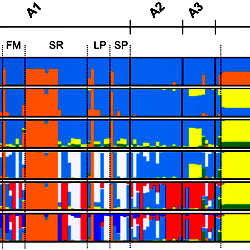 Genetic clustering analysis by STRUCTURE.