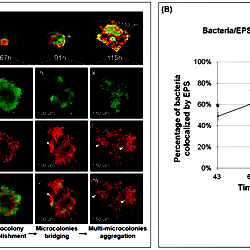 Structural arrangement between EPS and bacterial cells during the ...