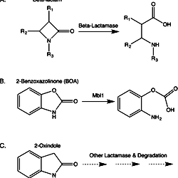 Hydrolysis and degradation of lactam xenobiotics.