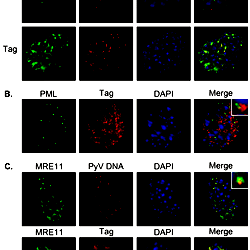 PyV DNA and T-antigen are localized near PML-NBs.