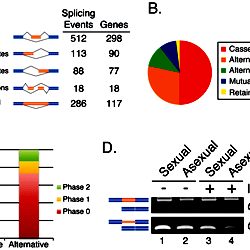 Classification of alternative splicing events.