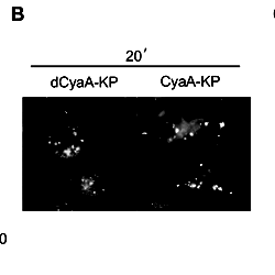 Endocytosis of CyaA is not affected by cAMP.