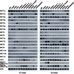 Expression analyses of fugu MCT and SMCT families.
