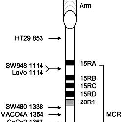 Truncated APC products from SW480, DLD1, HT29, GP2D, CaCo2, LoVo, SW948 ...