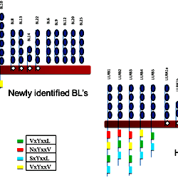 Predicted structures of bovine LILR compared to that of the known human ...