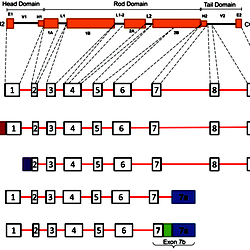The GFAP family of isoforms.