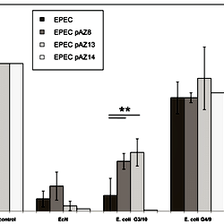 Adherence efficiency of wild-type and mutant strains of EPEC E2348/69 ...