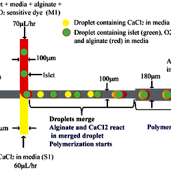 Schematic of microfluidics system used to encapsulate islets.