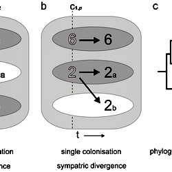 Schematic representation of the colonization models.
