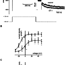 Effects of ET-1 on rapid delayed rectifier K+ current tails.