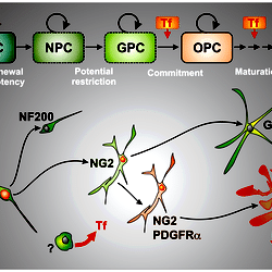 Role of Transferrin during oligodendrogenesis.