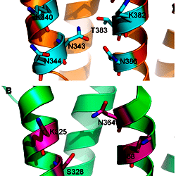 Comparison of KLC1-TPR and KLC2-TPR polar patches.