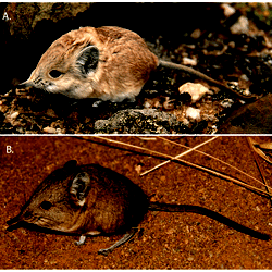 Macroscelides from Namibia and South Africa.