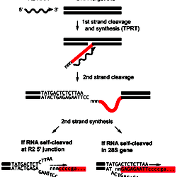 Models for the priming of second strand DNA synthesis in an R2 ...