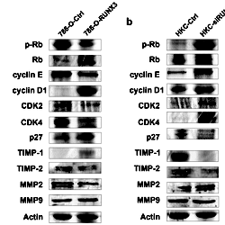 Target genes regulated by RUNX3.