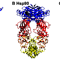 Starting structures used for the MD simulations.