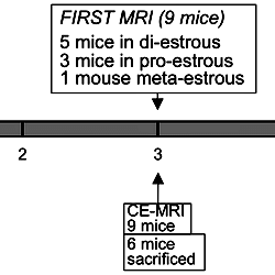 Scheme of the animal experiment.