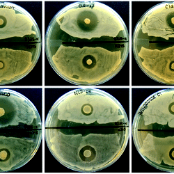 Images of unevolved, wild-type S. clavuligerus and five strains (clavu7 ...
