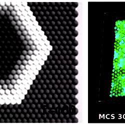 Comparison of -catenin detachment wave simulations based on the centre model of [14] (left ...
